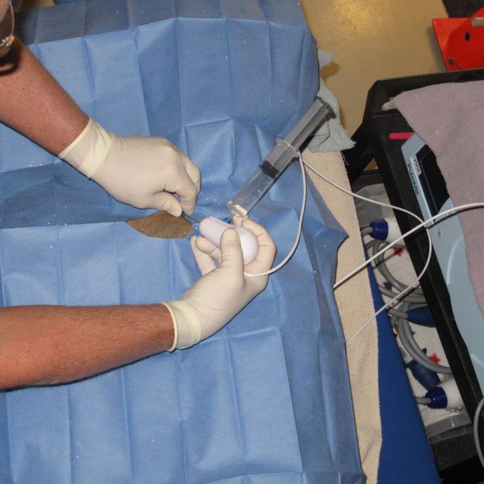 Pain Management In The Woodlands | Center For Veterinary Pain ...