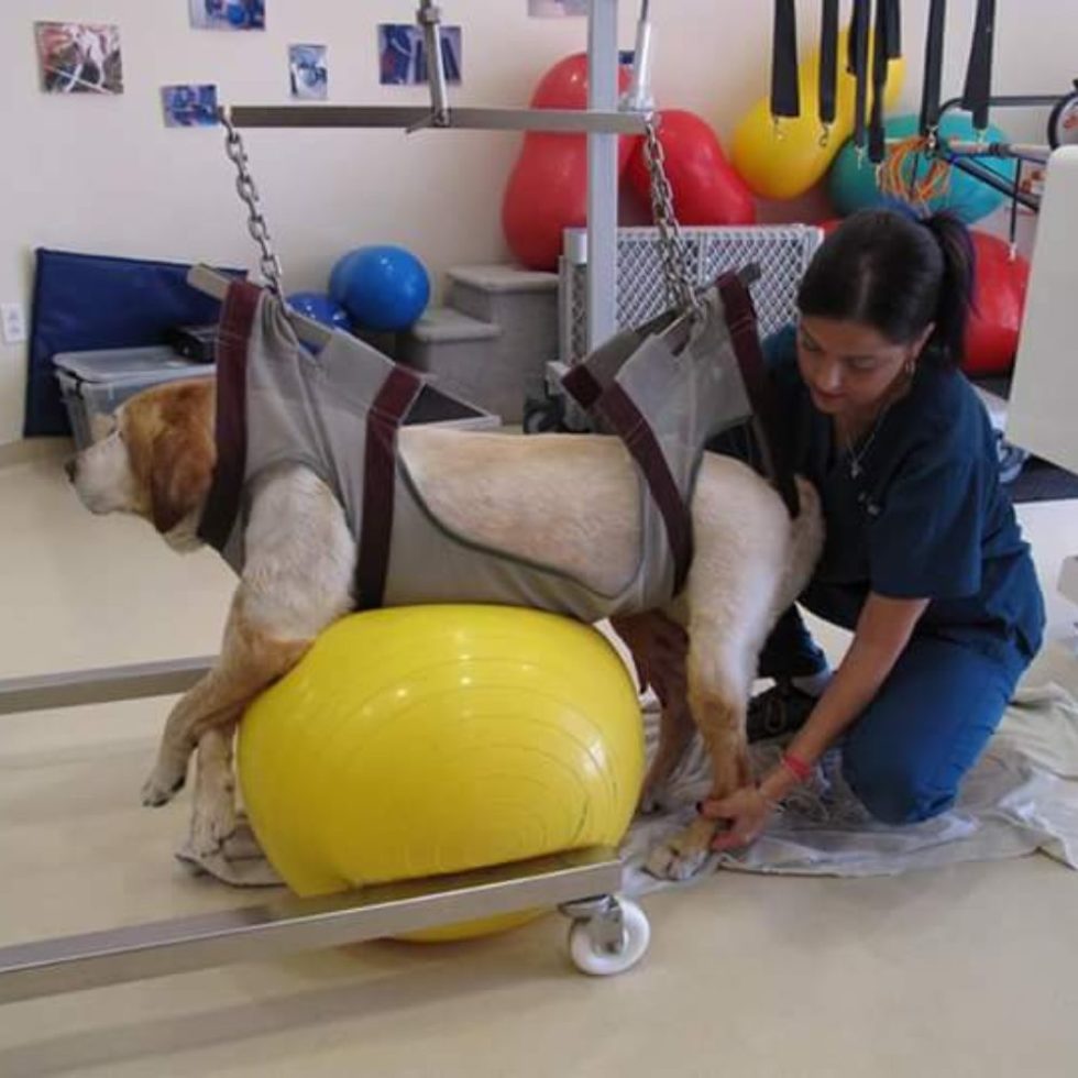 Best Veterinary Rehabilitation In The Woodlands, TX